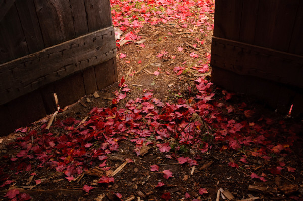 How To Photograph Fabulous Fall Leaves