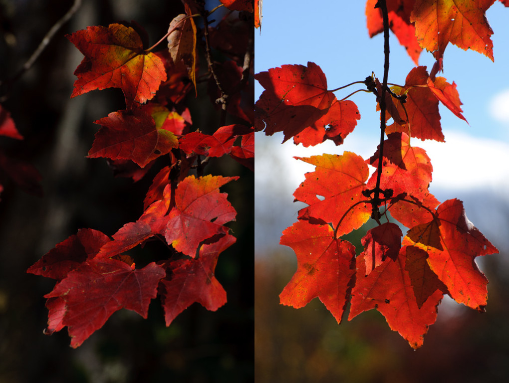 How To Photograph Fabulous Fall Leaves