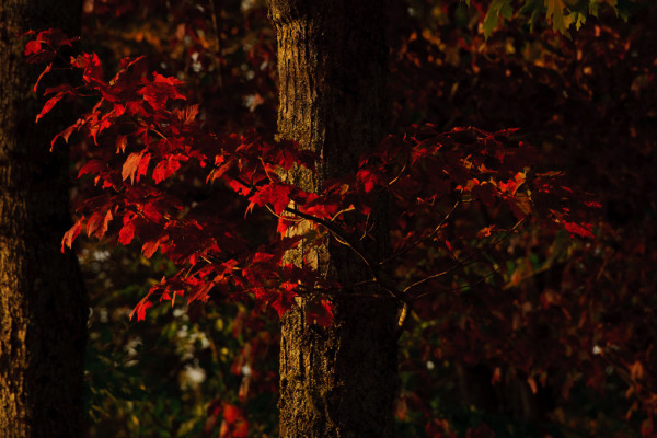 How To Photograph Fabulous Fall Leaves