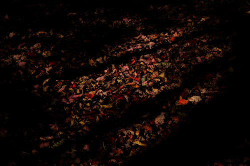 How To Photograph Fabulous Fall Leaves