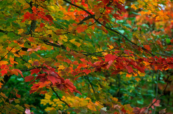 How To Photograph Fabulous Fall Leaves